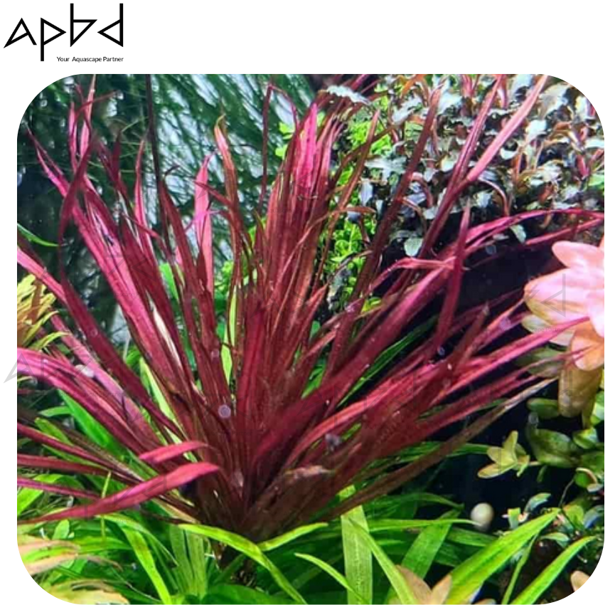 Blyxa novoguineensis - Rare Wavy Leaf High-Tech Plant - 2500 Tk